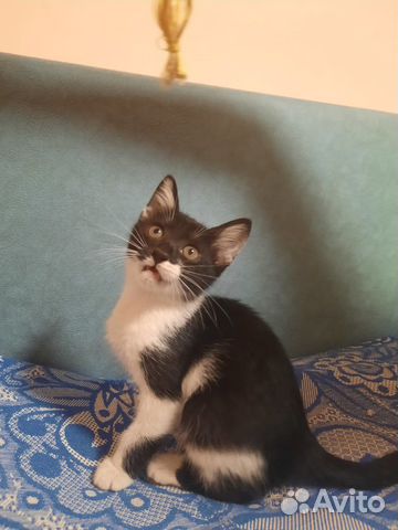 Ялтинский котенок