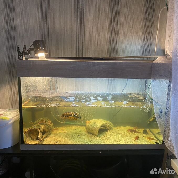 Красноухая черепаха с аквариумом