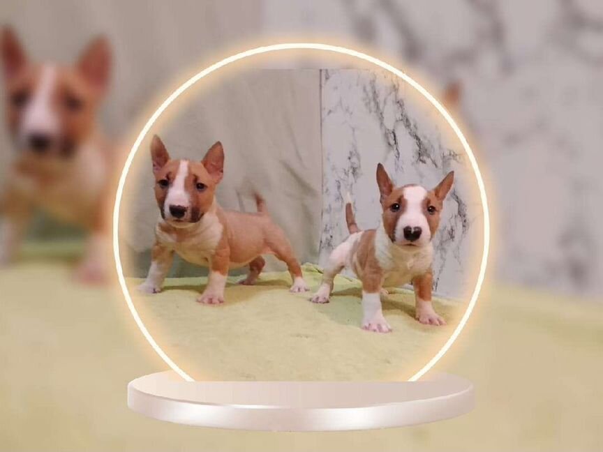 Солнечные минибульки