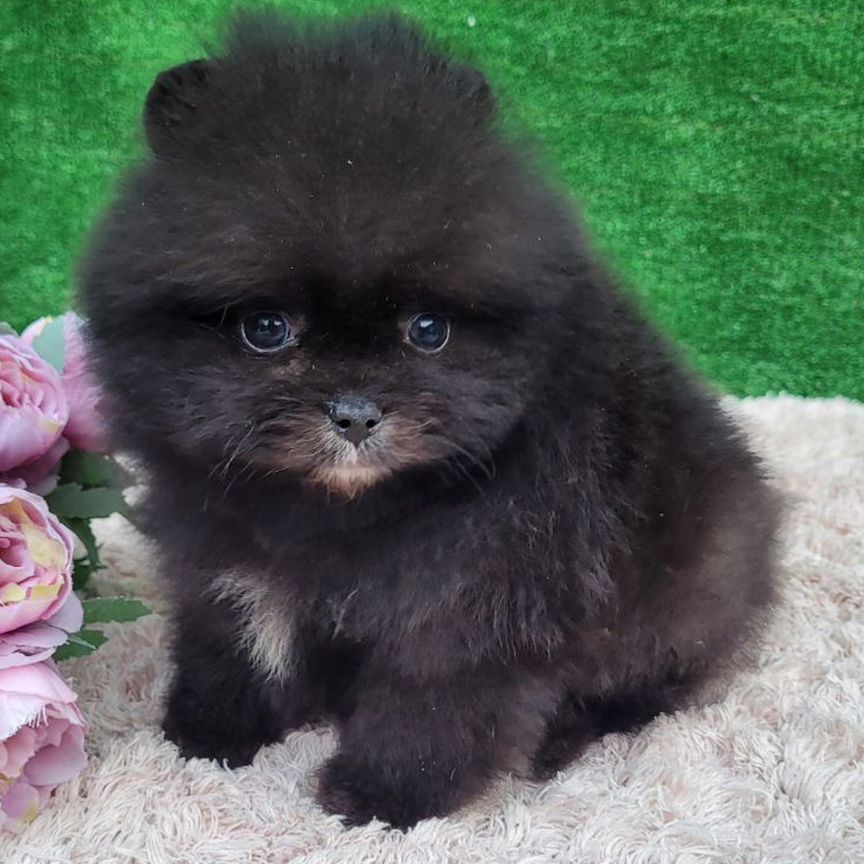 Померанский шпиц мальчик
