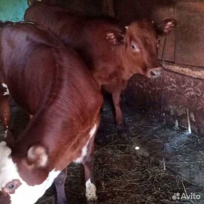 Продаются бычки, коровы