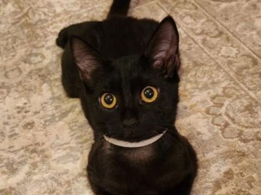 Hoчь засыпает и пpoсыпается Mафия