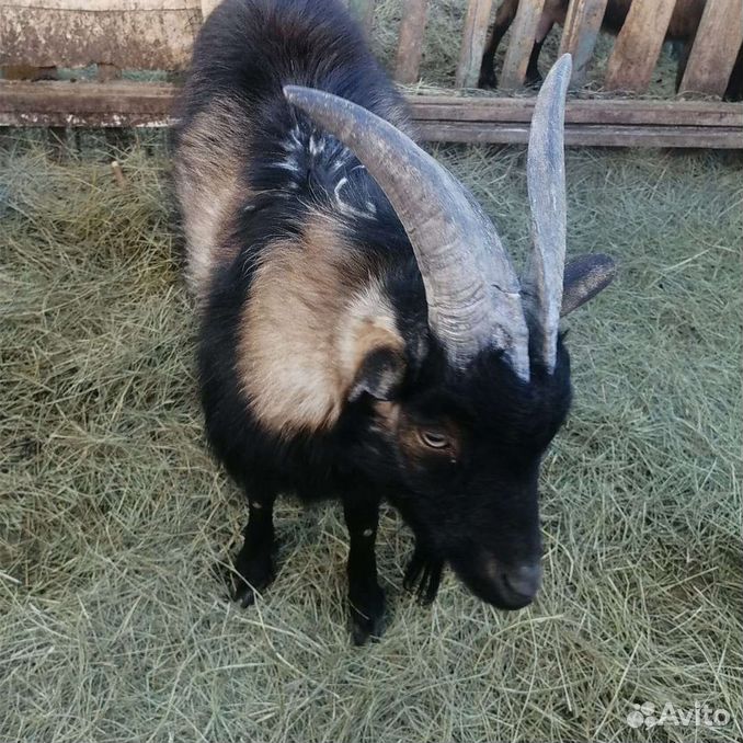 Чешский козел