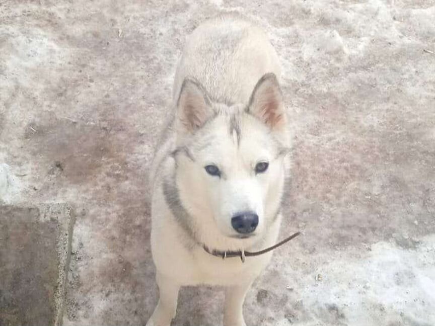 Маламут в добрые руки