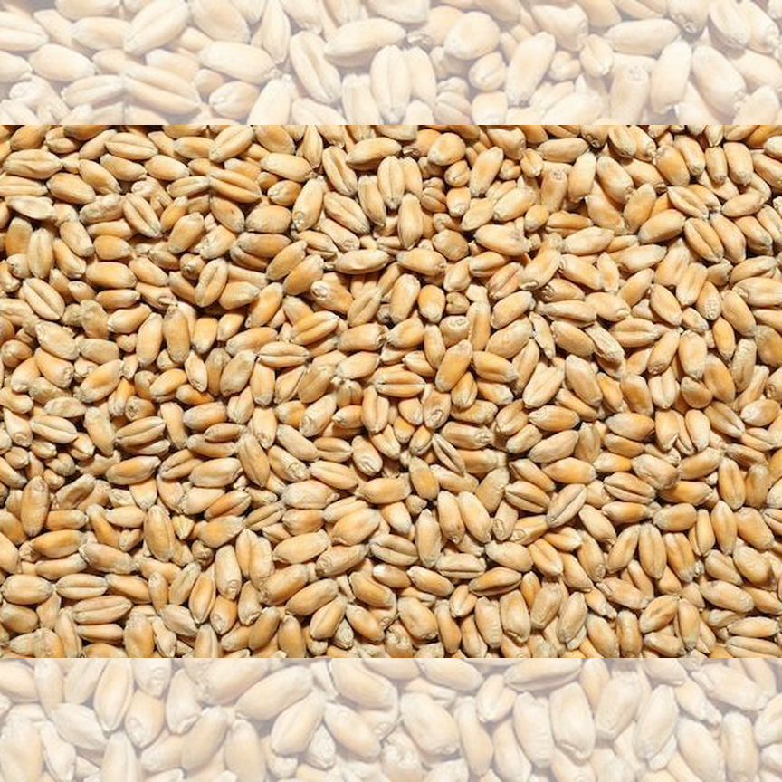 Пшеница ячмень