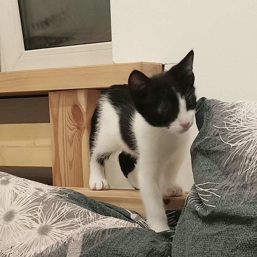 Котёнок в добрые руки