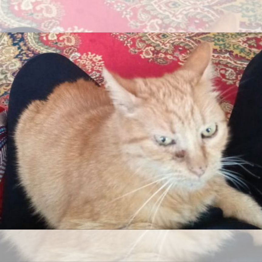 Взрослый кот в добрые руки