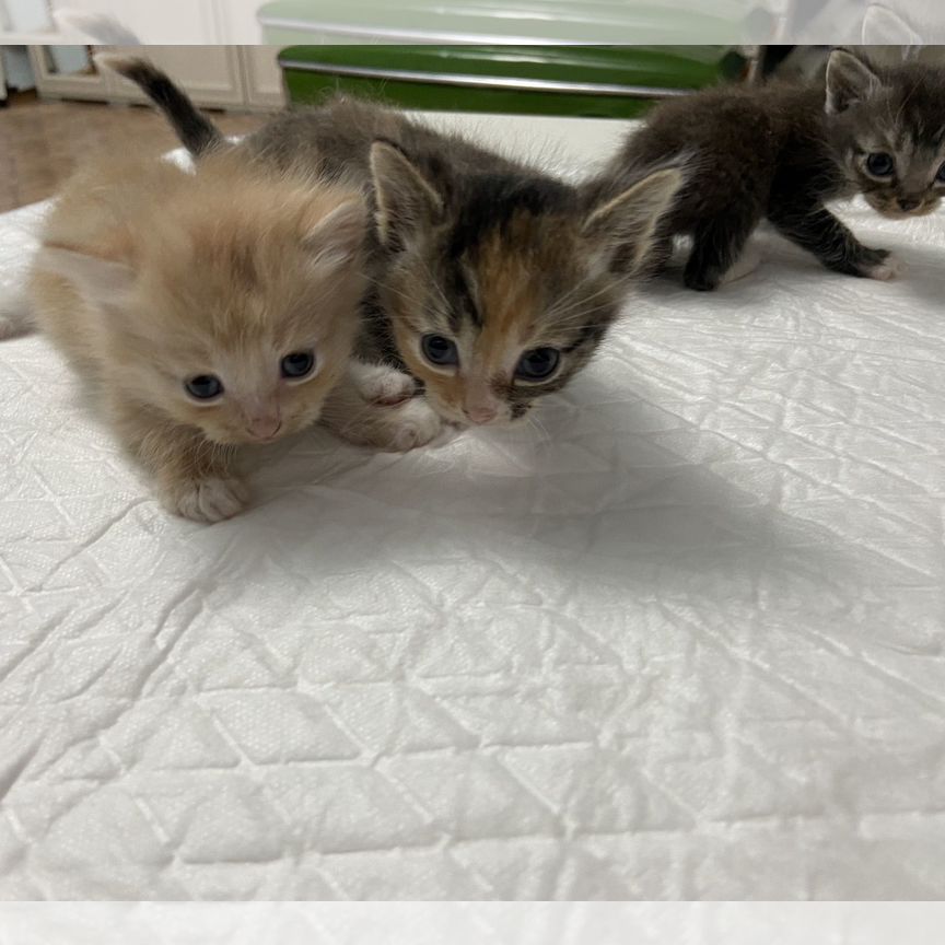 Шотландский вислоухий короткошёрстный котёнок