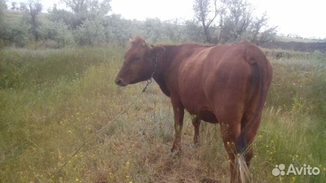 Тёлка от домашней коровы