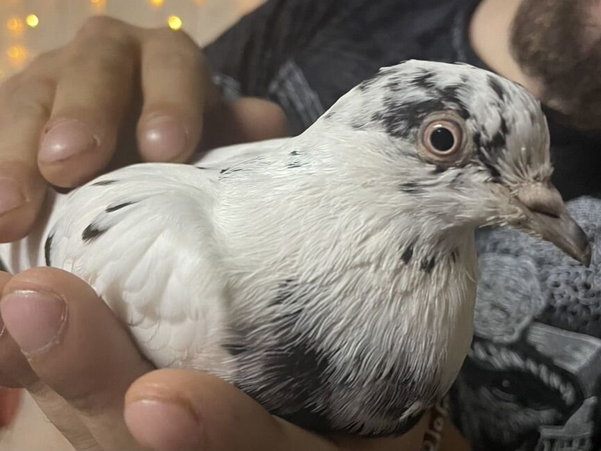 Породистый голубь