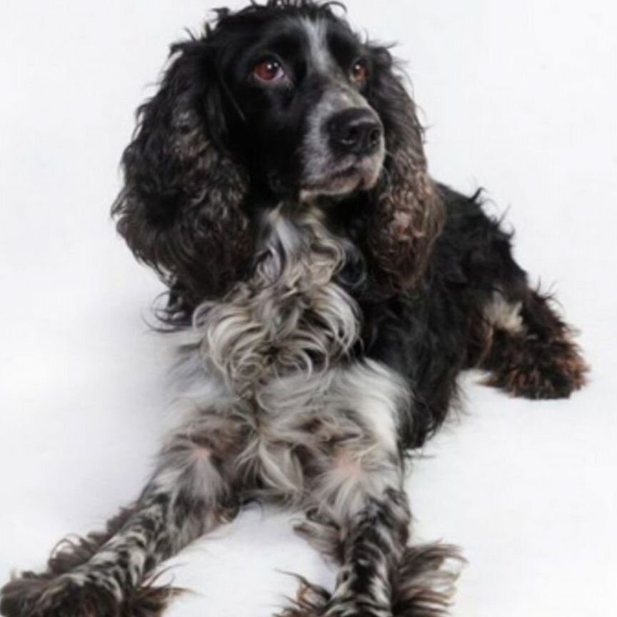 Русский охотничий спаниель, взрослая собака