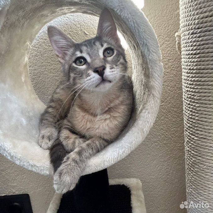 Дымчатый очень ласковый мальчик 5 мес ищет дом