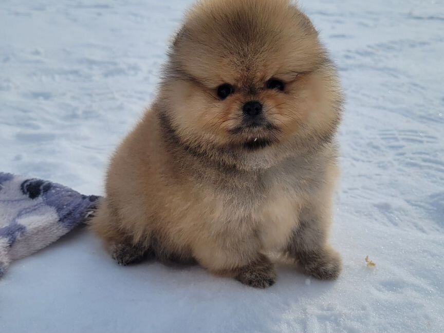 Померанский шпиц девочка