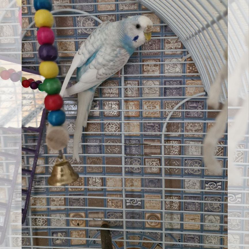Волнистые попугаи с клеткой