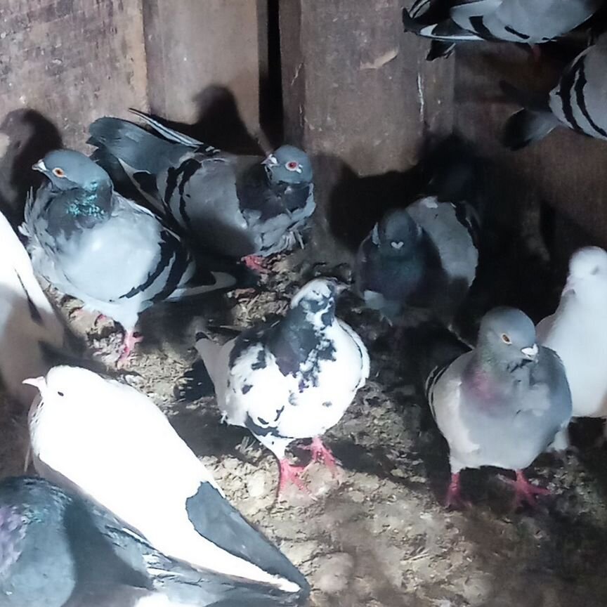 Голуби чайки