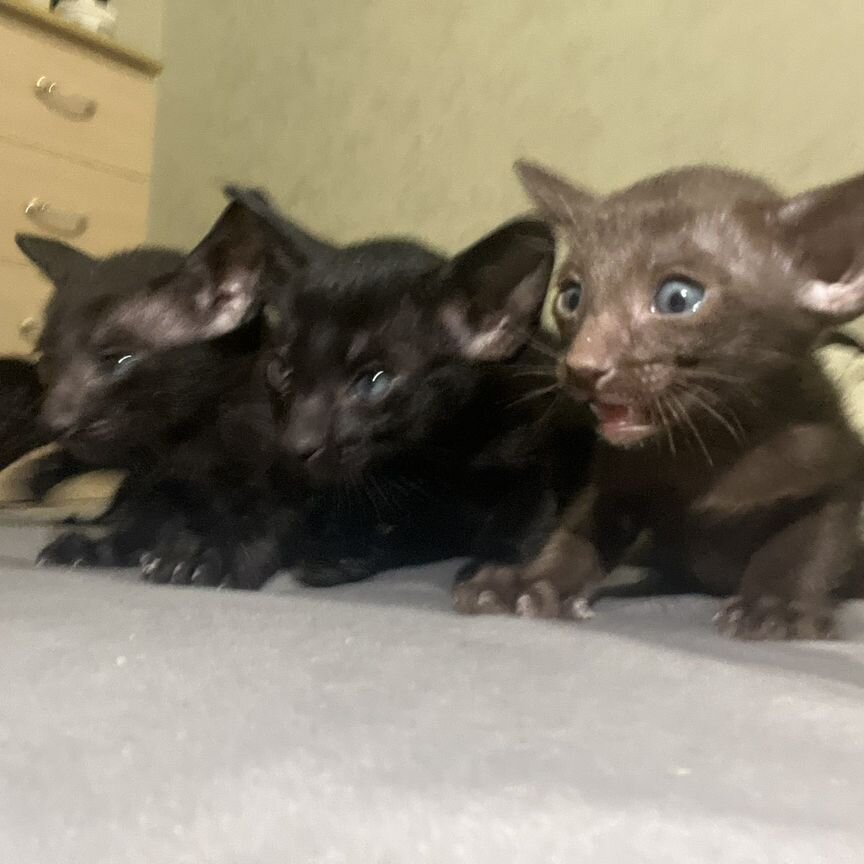Ориентальные котята