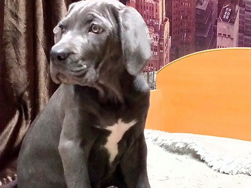 Принцессы Кане Корсо