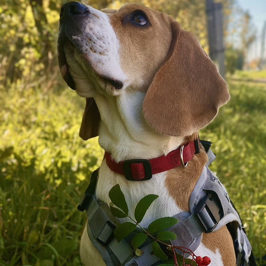 Бигль в добрые руки