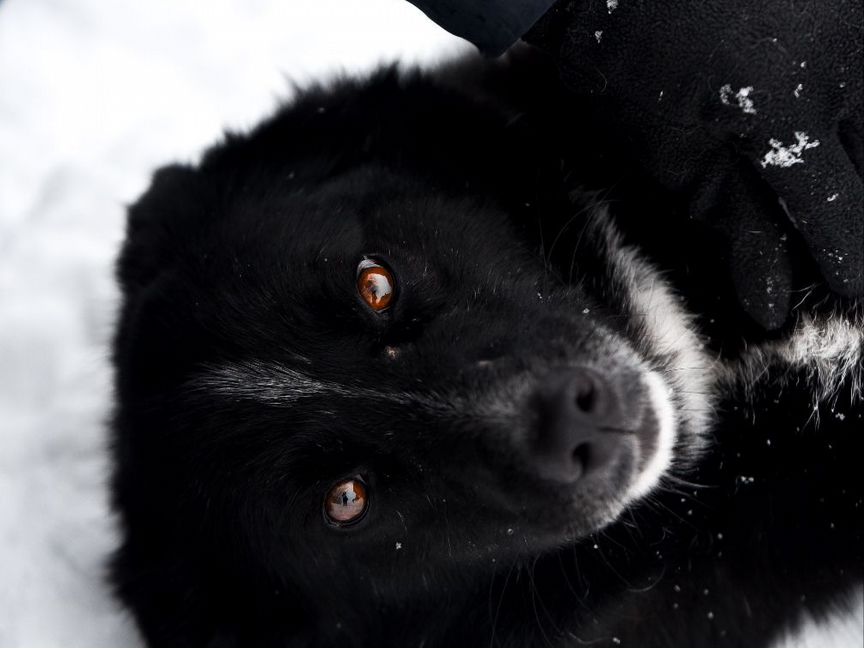 Ласковая красивая собака из приюта