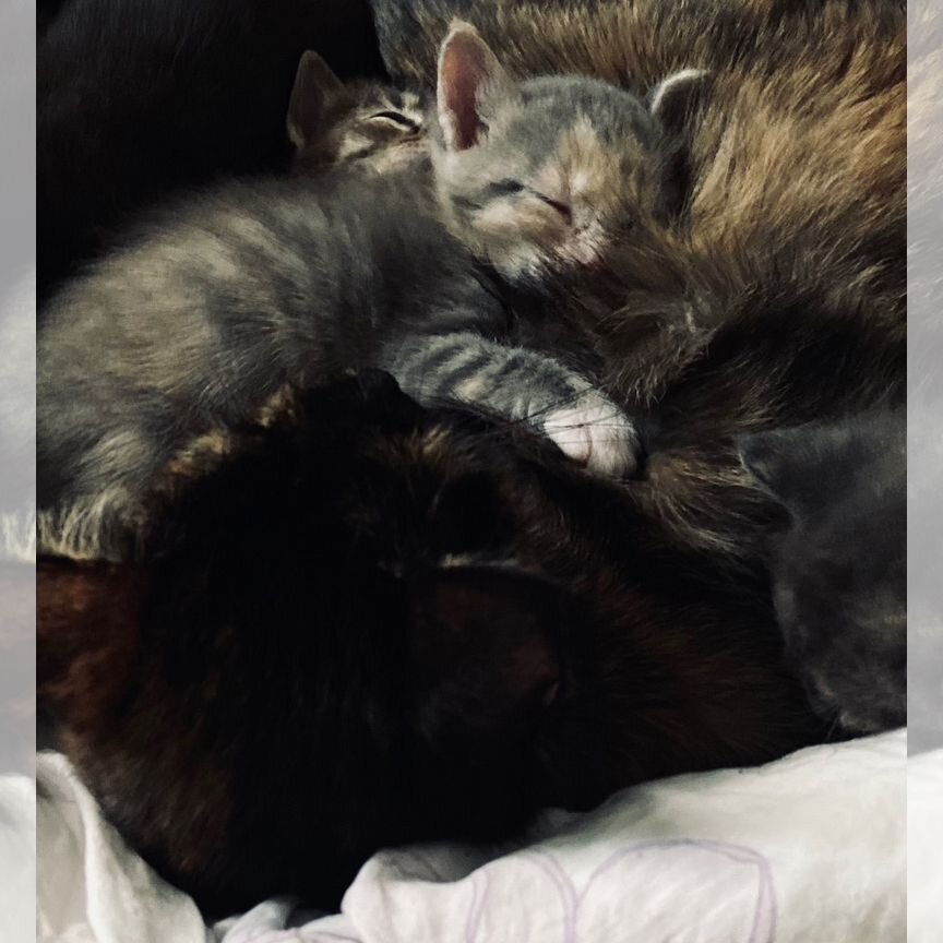Котёнок в добрые руки