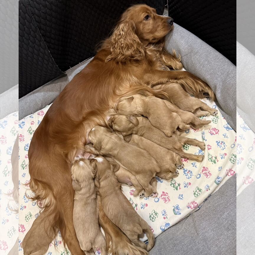 Английский кокер-спаниель, щенок