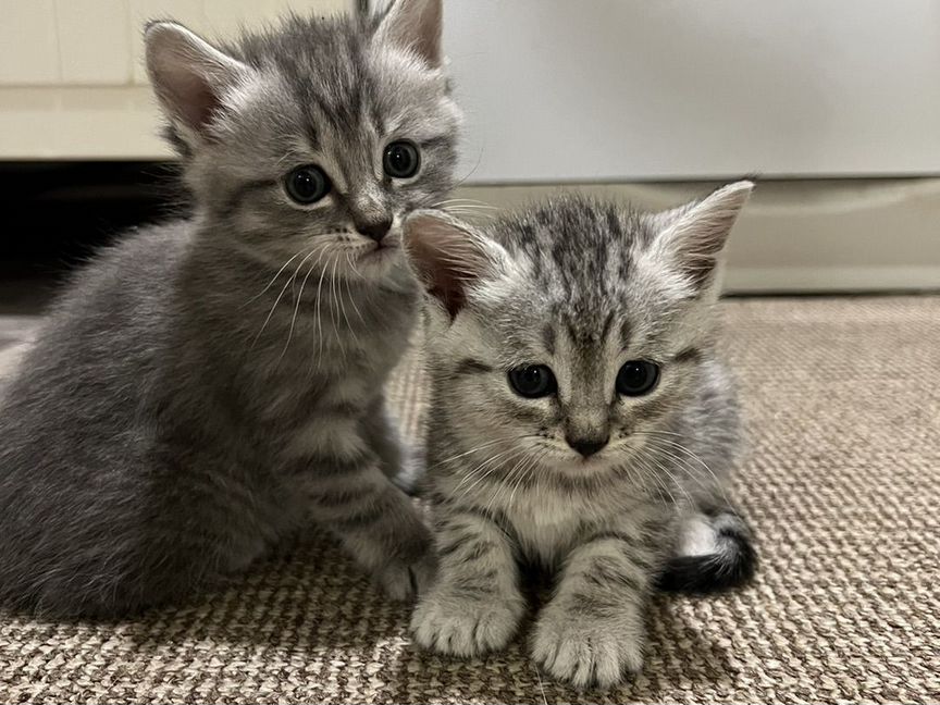 Шотландская табби серебристая