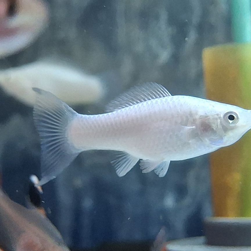 Моллинезии снежинка