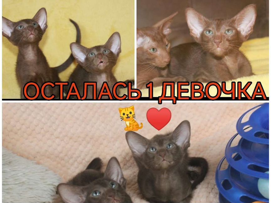 Ориентальные котята