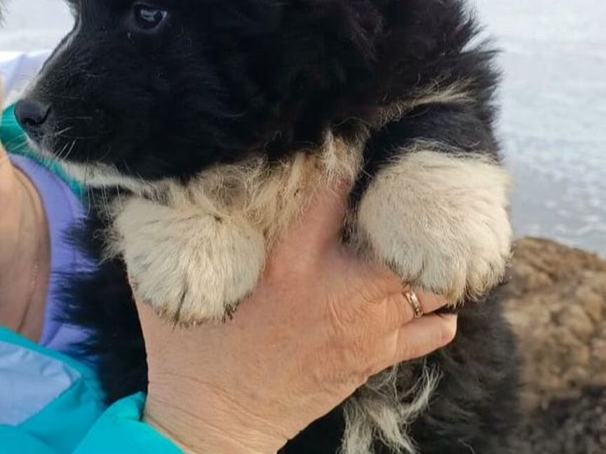 Отдам в добрые руки