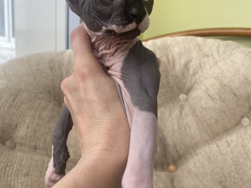 Канадский сфинкс котенок мальчик