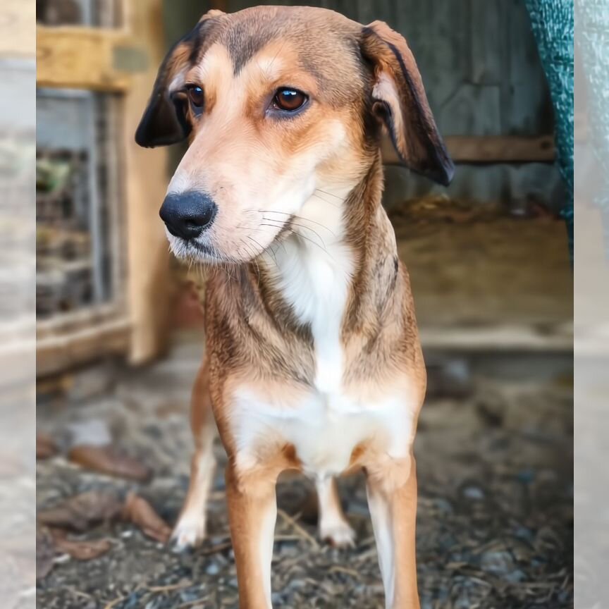 Взрослая собака в добрые руки