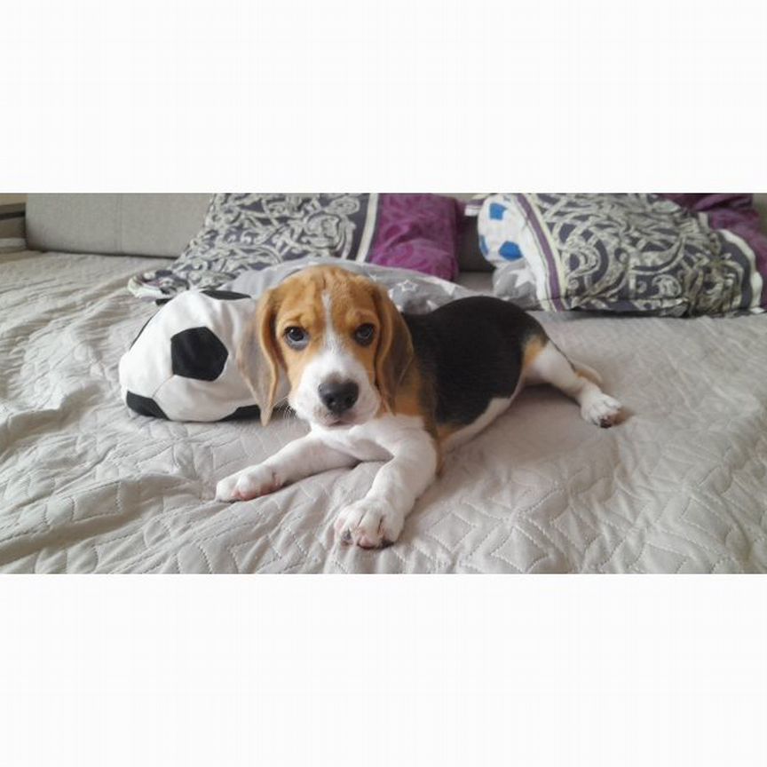 Собаки щенки бигль