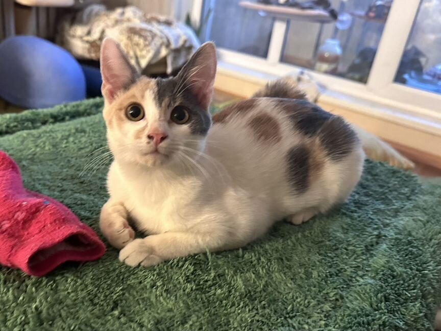 Котенок игрун в дар