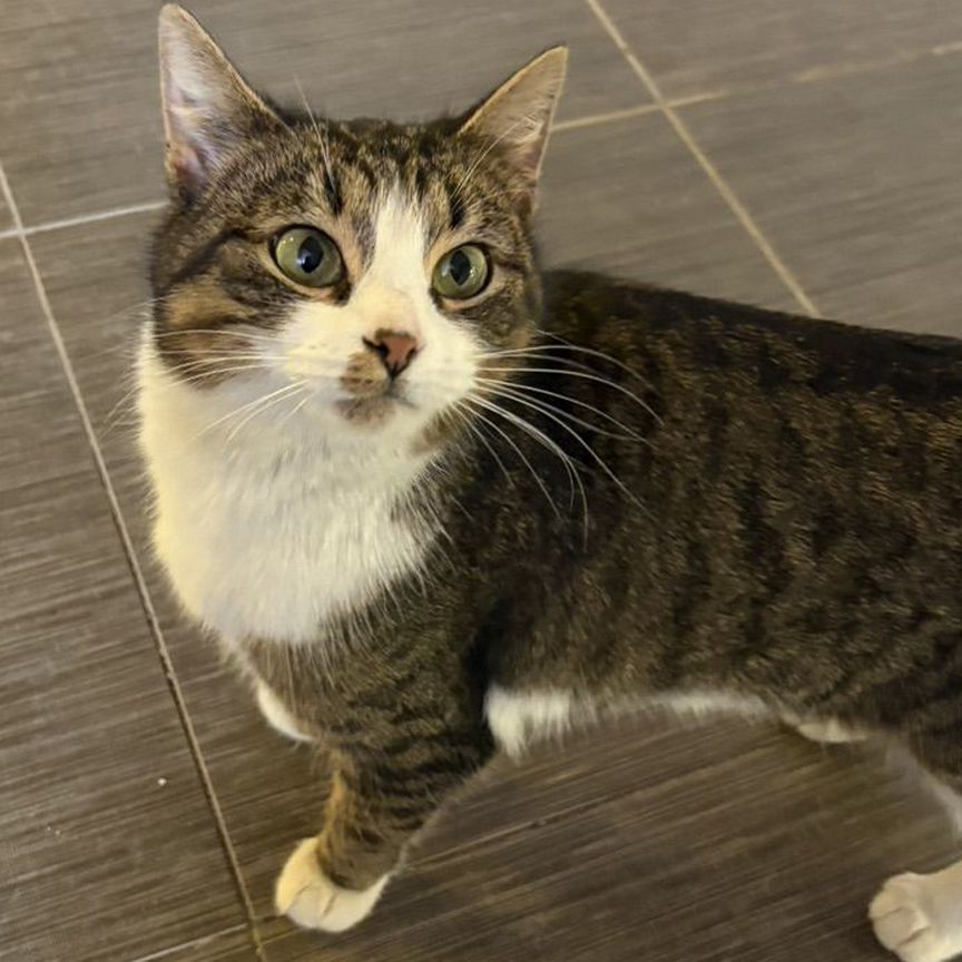 Взрослая, Девочка кошка в добрые руки