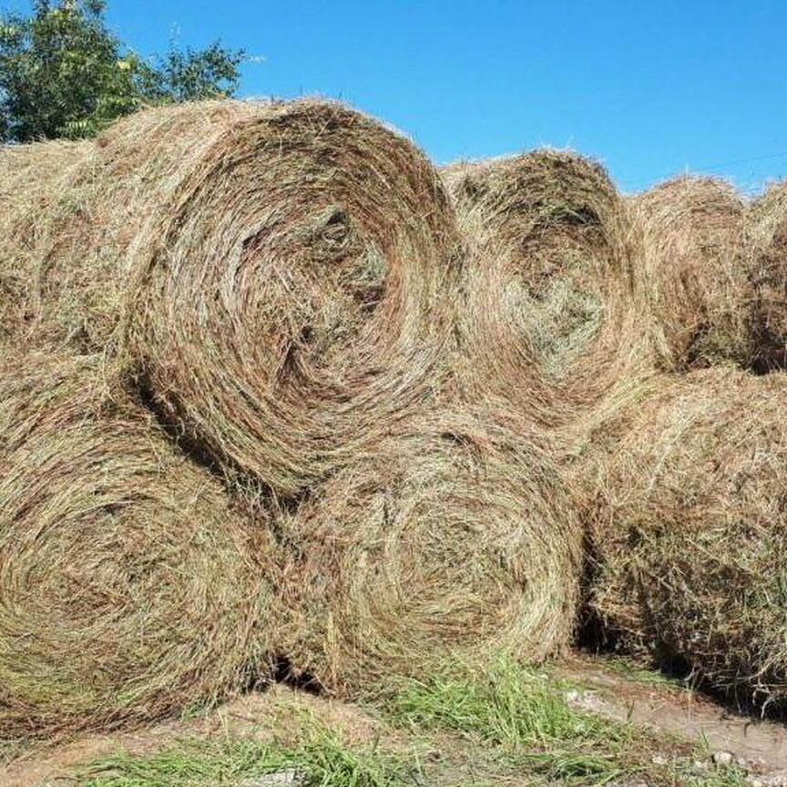 Продам сено в рулонах
