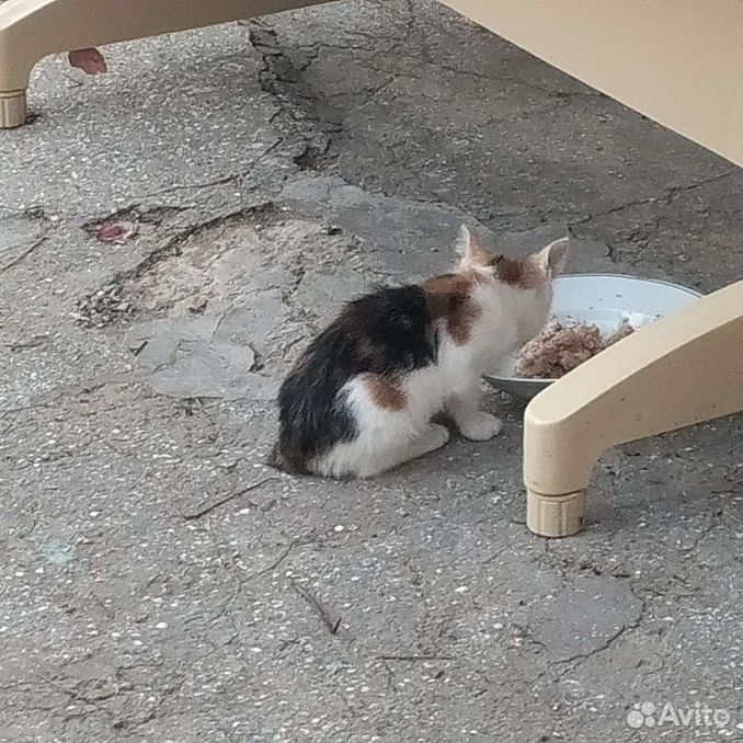 Одаём котика 3 цветного в добрые руки и ноги