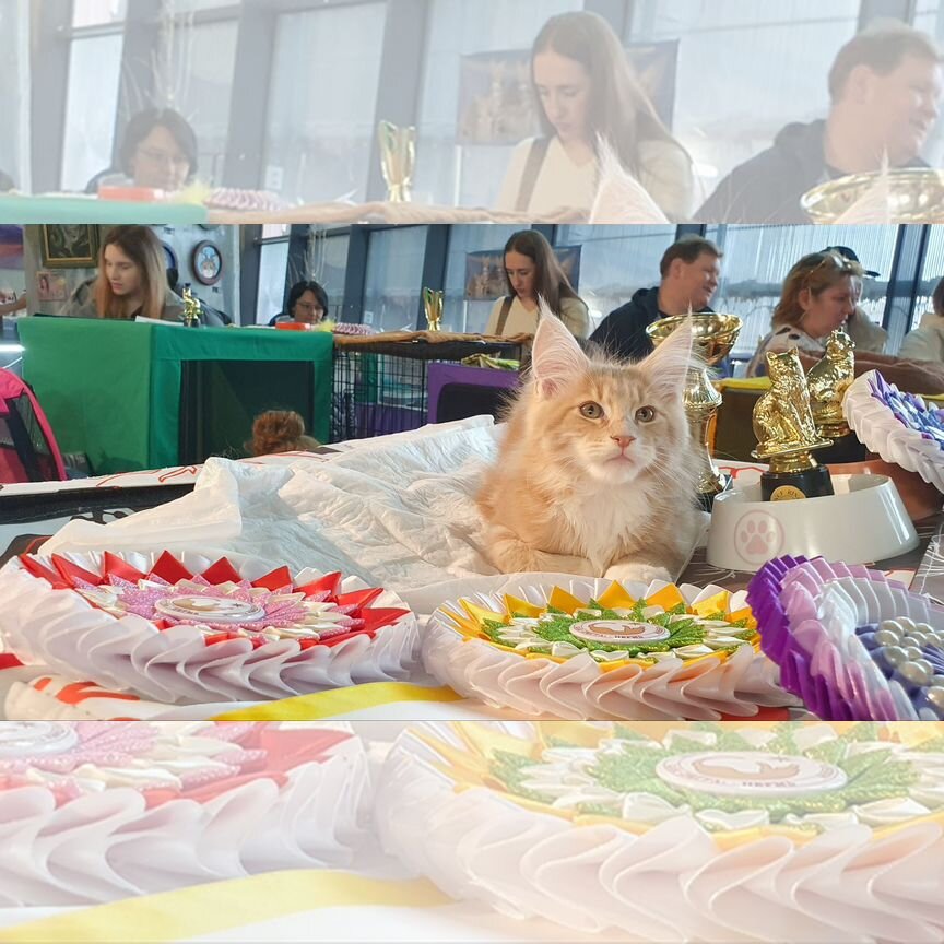 Мейн-кун котёнок