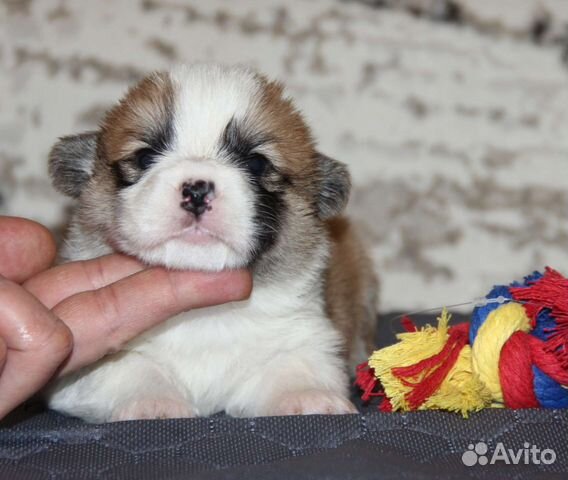 Очень красивые щенки РКФ