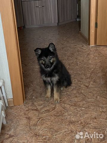 Щенок Пуговка девочка 4 мес