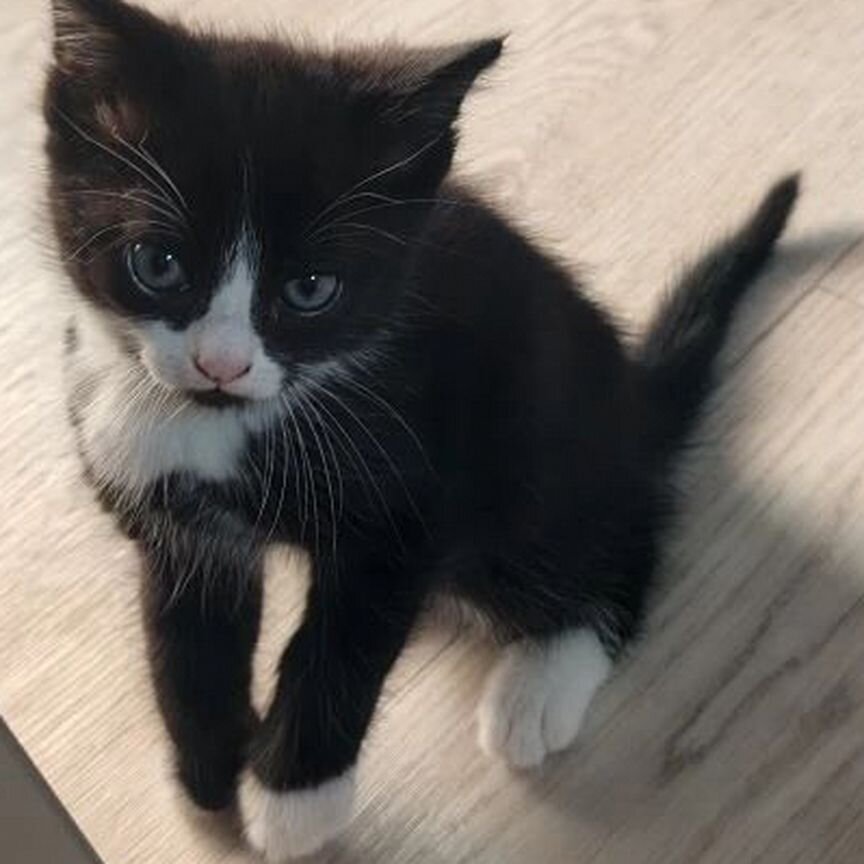 Котёнок в добрые руки