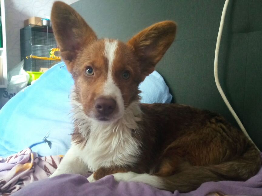 Вельш-корги кардиган