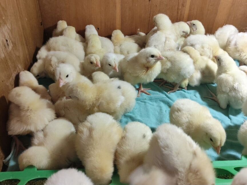 Циплята суточные, бройлер