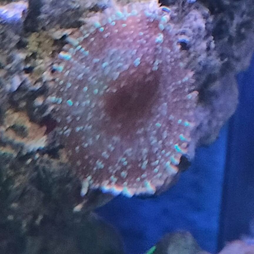 Коралл дискосома