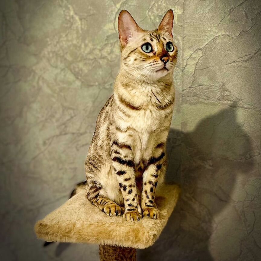 Бенгальская кошка в добрые руки