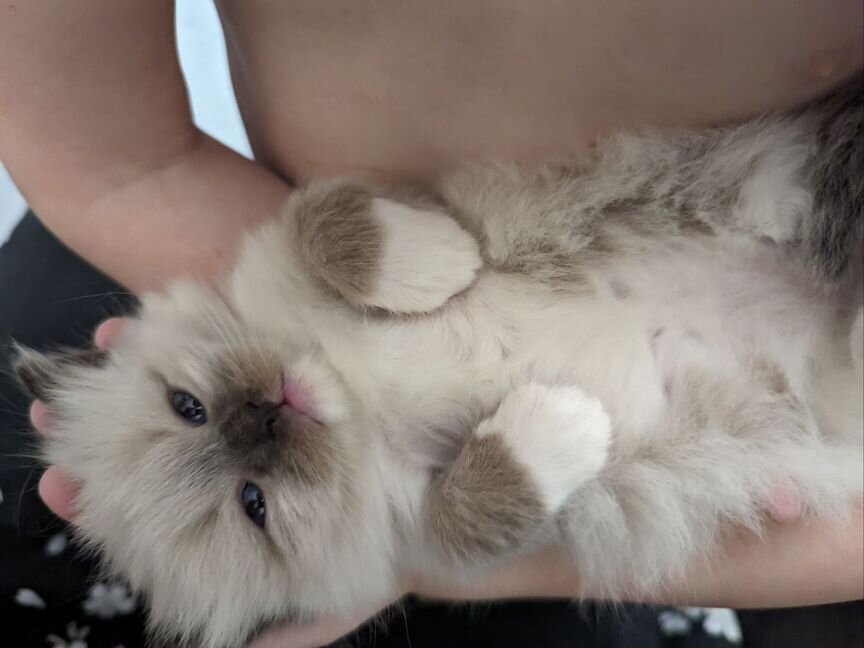 Котики ragdoll