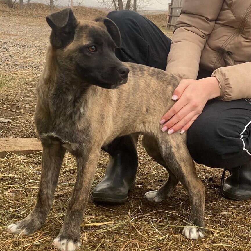 Щенок в добрые руки