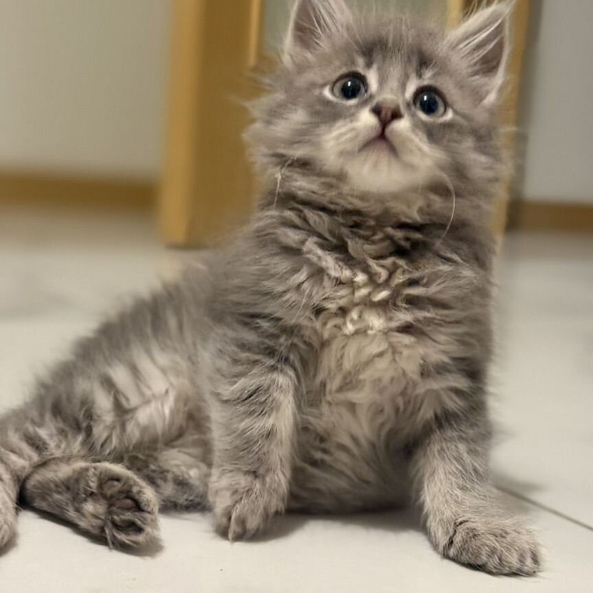 Котенок мальчик 2.5мес пушистый
