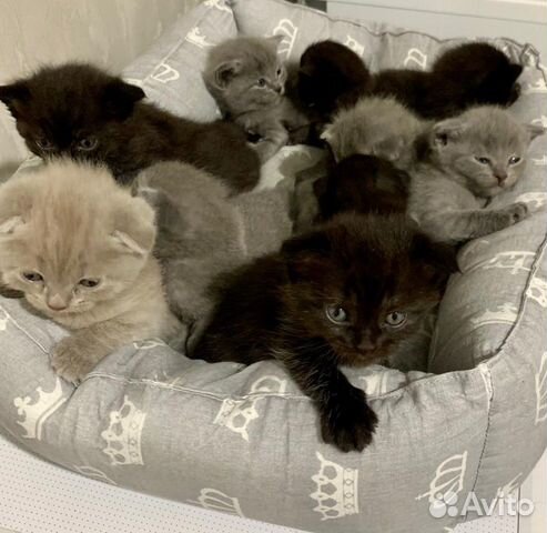 Котята