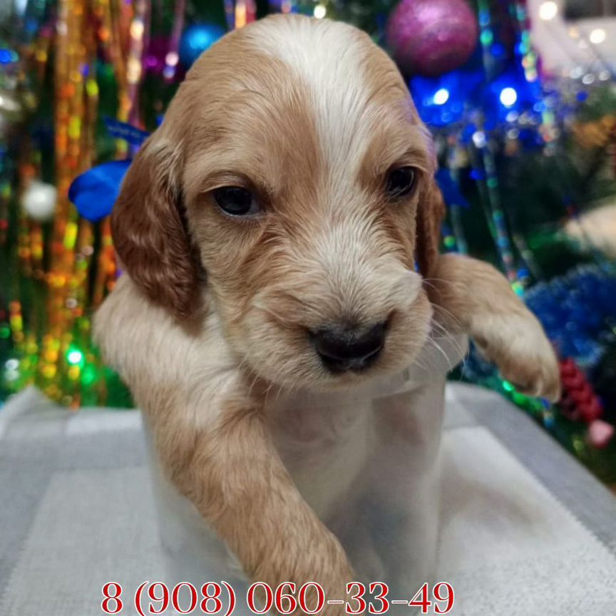 Русский охотничий спаниель, щенок