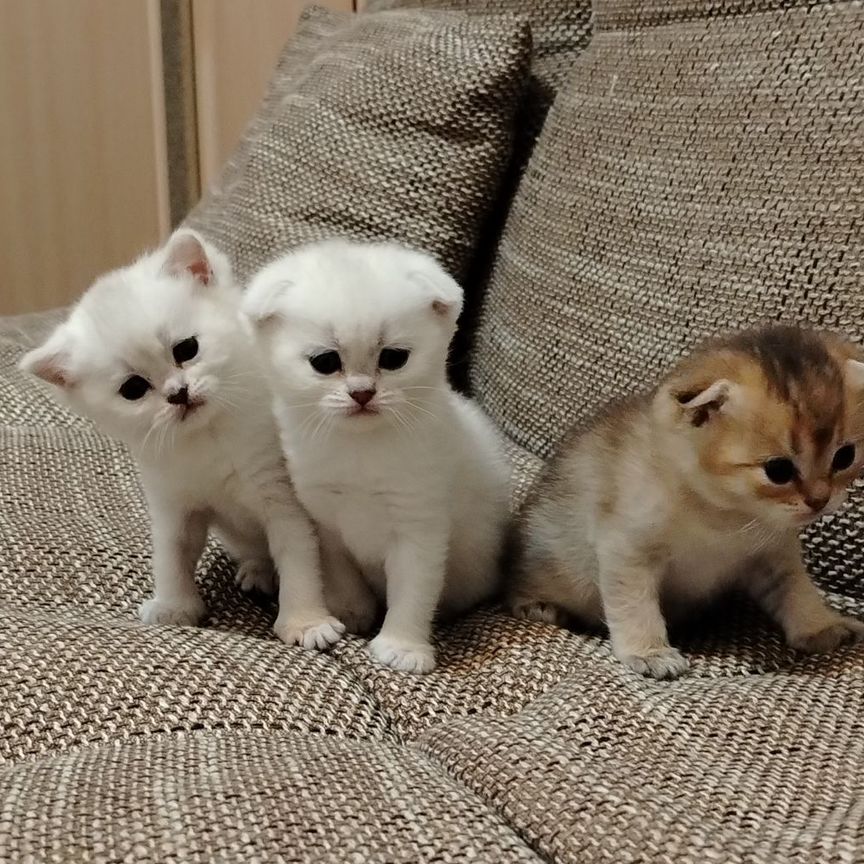 Шотландский вислоухий короткошёрстный котёнок